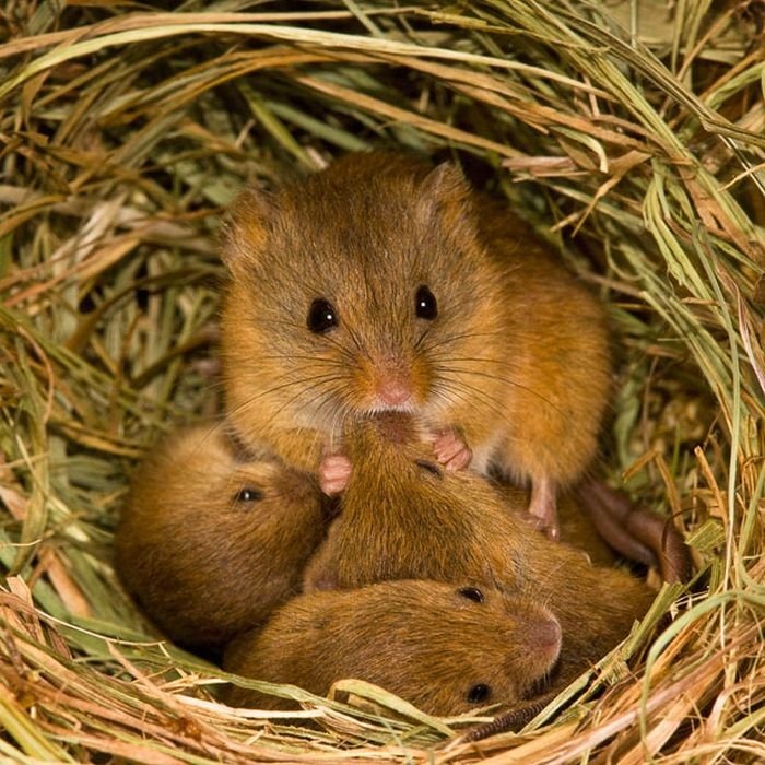 The Secret Life of the Harvest Mice | Amusing Planet
